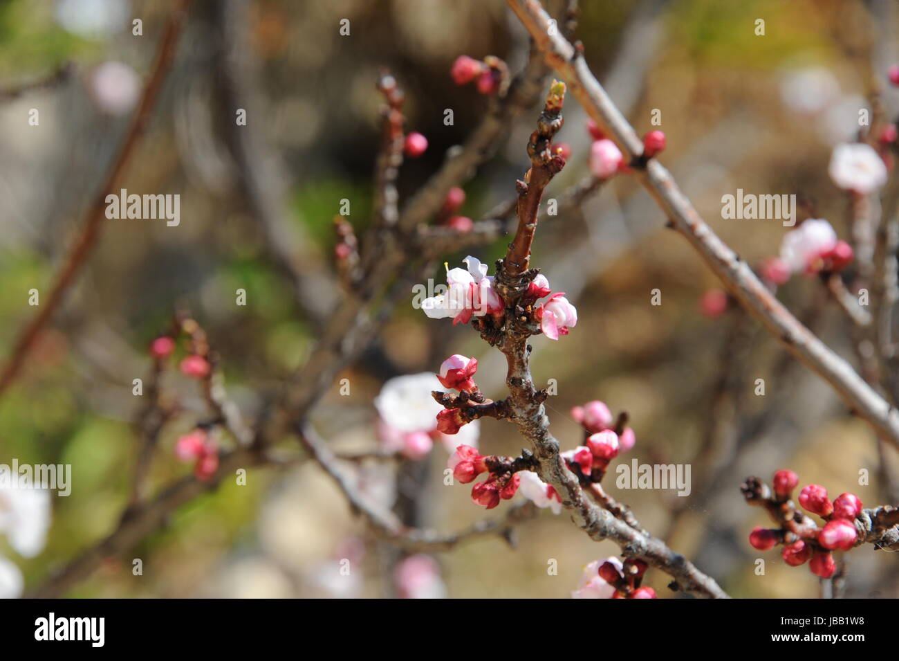 a butterfly on a flower apricot - spain Stock Photo - Alamy