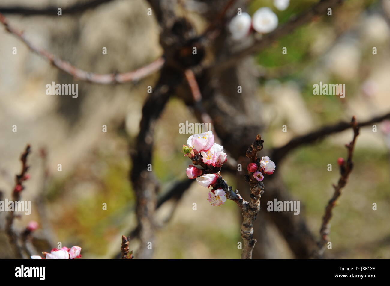 a butterfly on a flower apricot - spain Stock Photo - Alamy