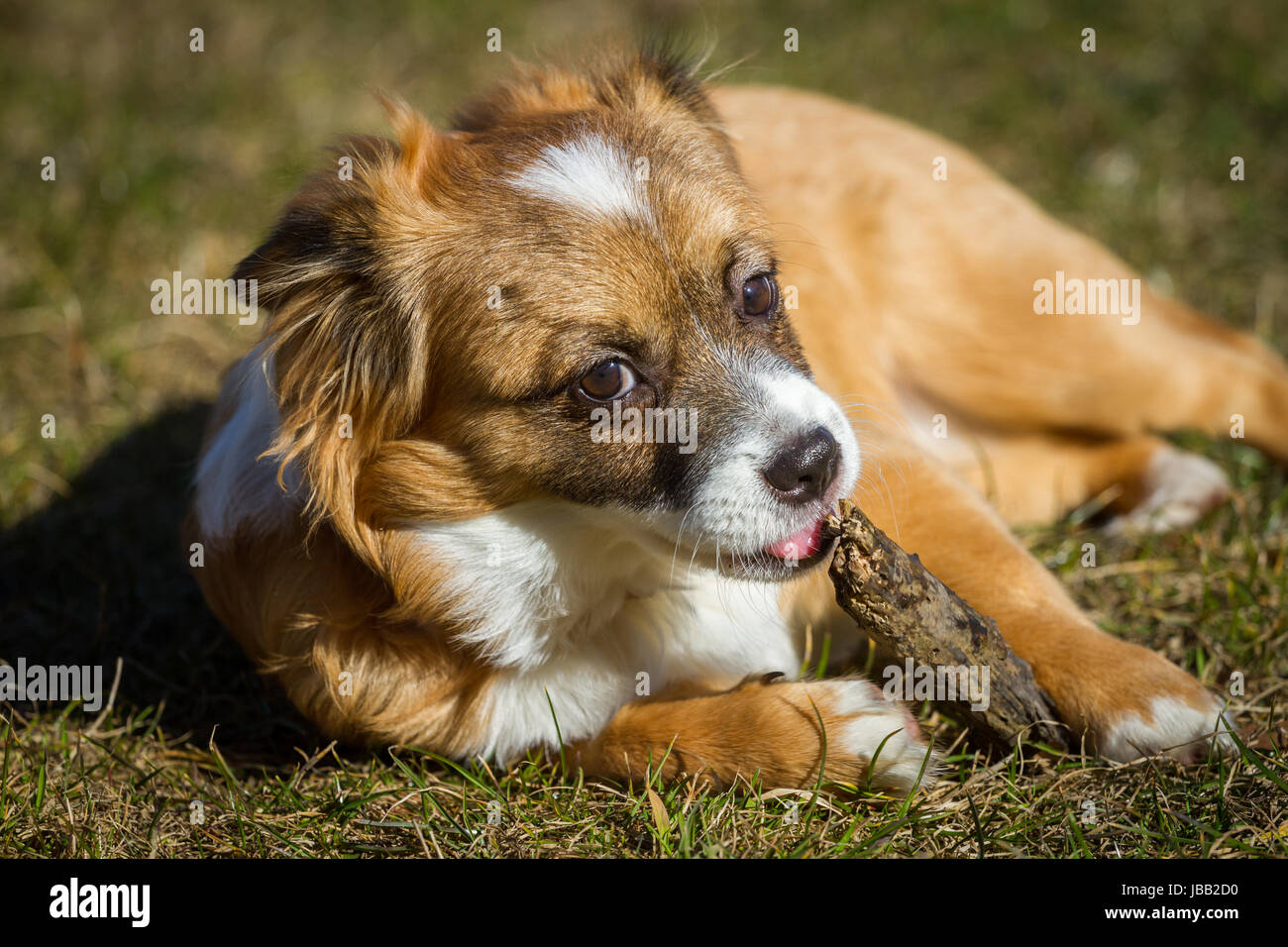 Ein noch ganz Junger Hund beim nagen an einem Stock, der hund liegt in ...