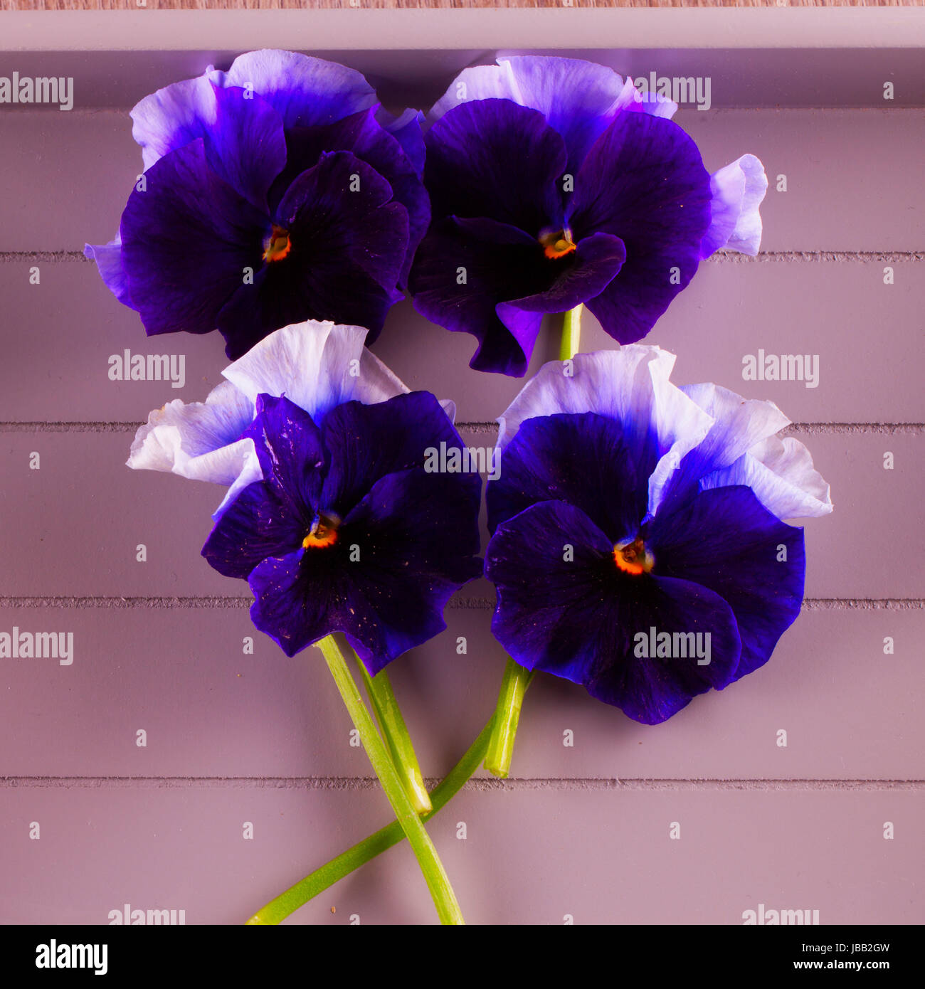Four violets in composition over wooden background Stock Photo - Alamy