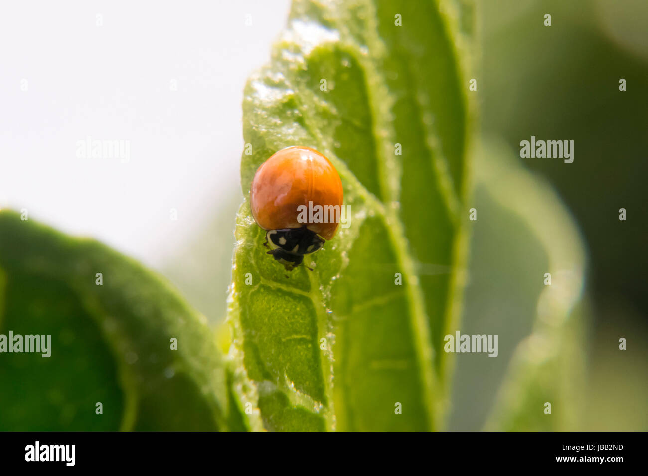 Cute little brown ladybug on a plant leaves Stock Photo - Alamy