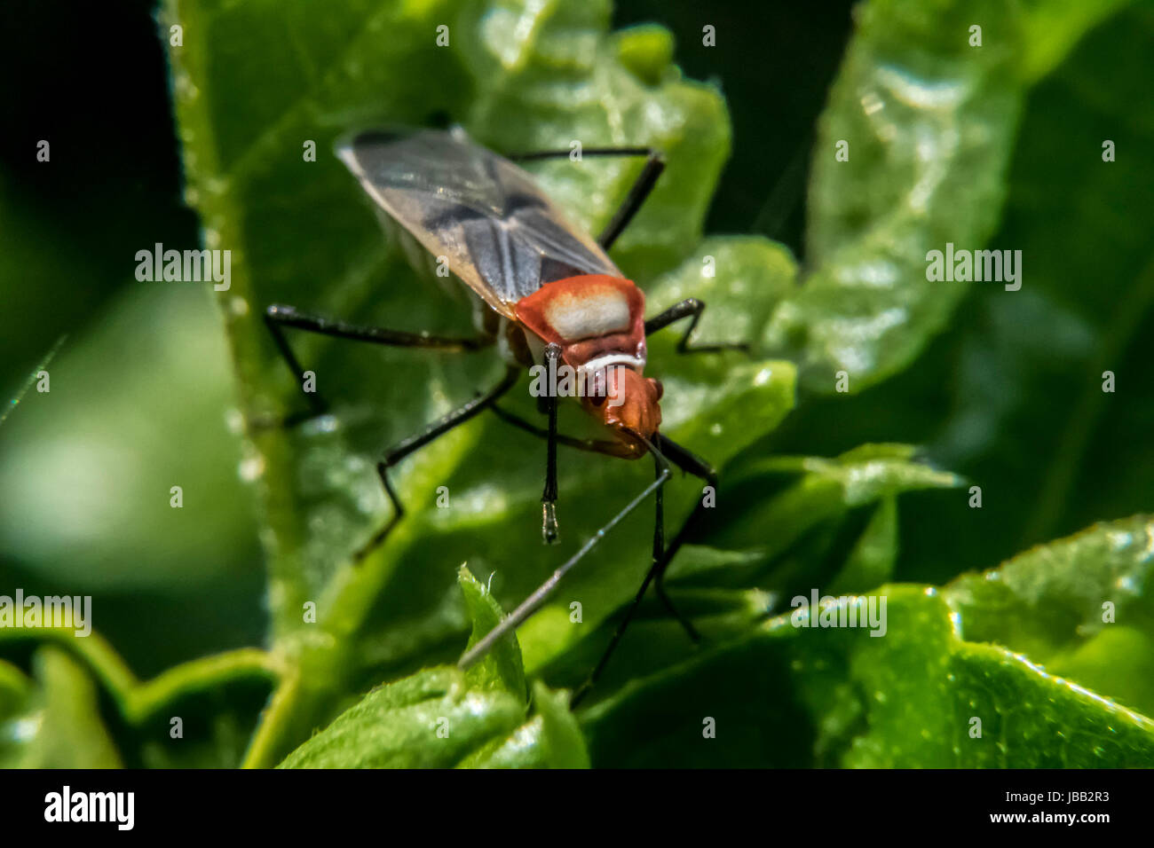 Lygaeidae hi-res stock photography and images - Alamy