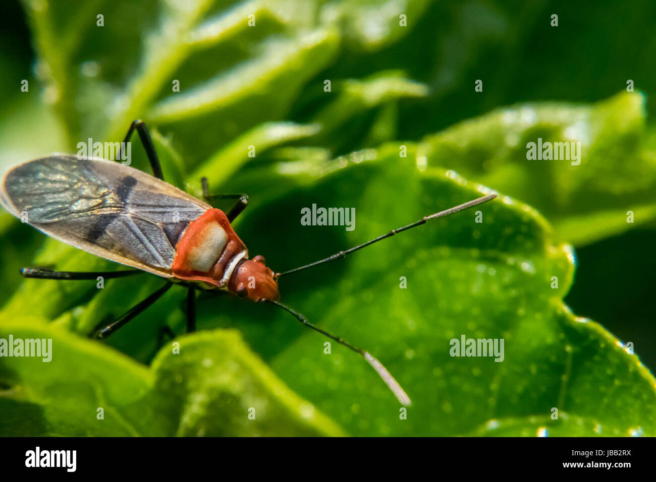 Red and black lygaeidae with big antennas on a plant leaf Stock Photo ...