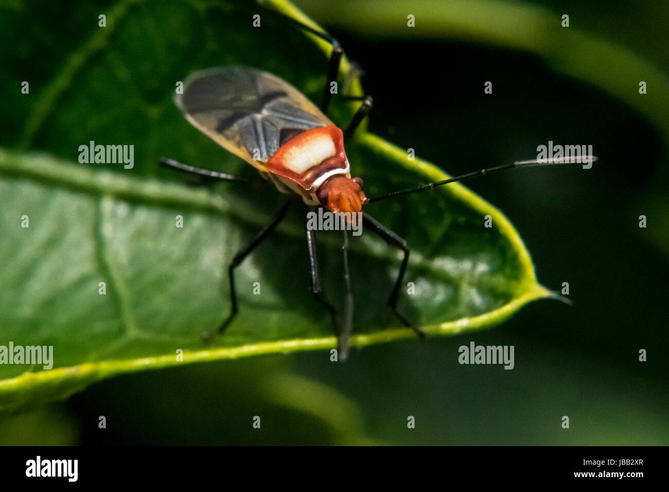 Red and black lygaeidae with big antennas on a plant leaf Stock Photo ...