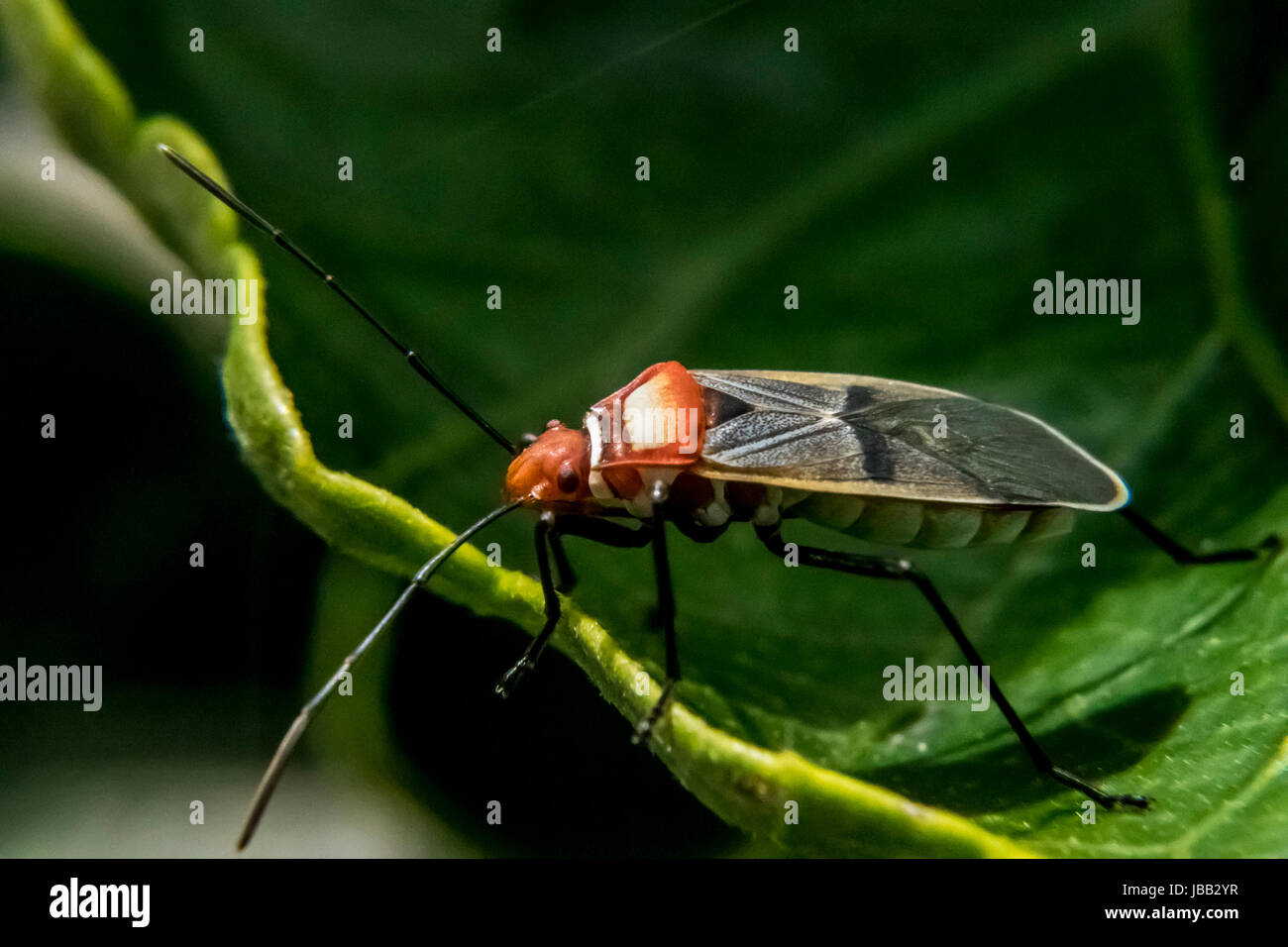 Red and black lygaeidae with big antennas on a plant leaf Stock Photo ...