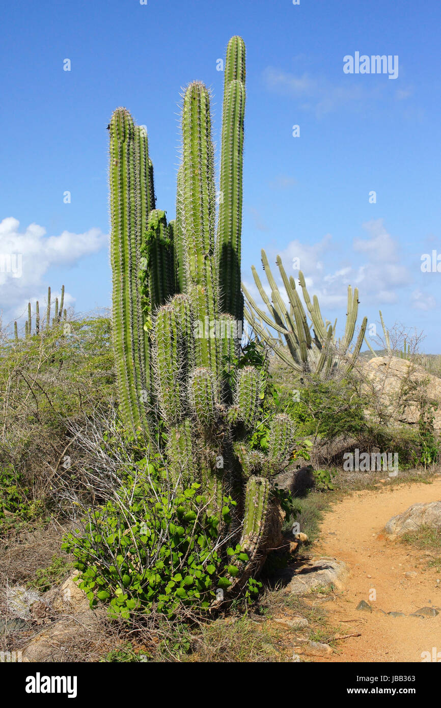 Typical vegetation of Aruba, ABC Islands, Caribbean Stock Photo - Alamy