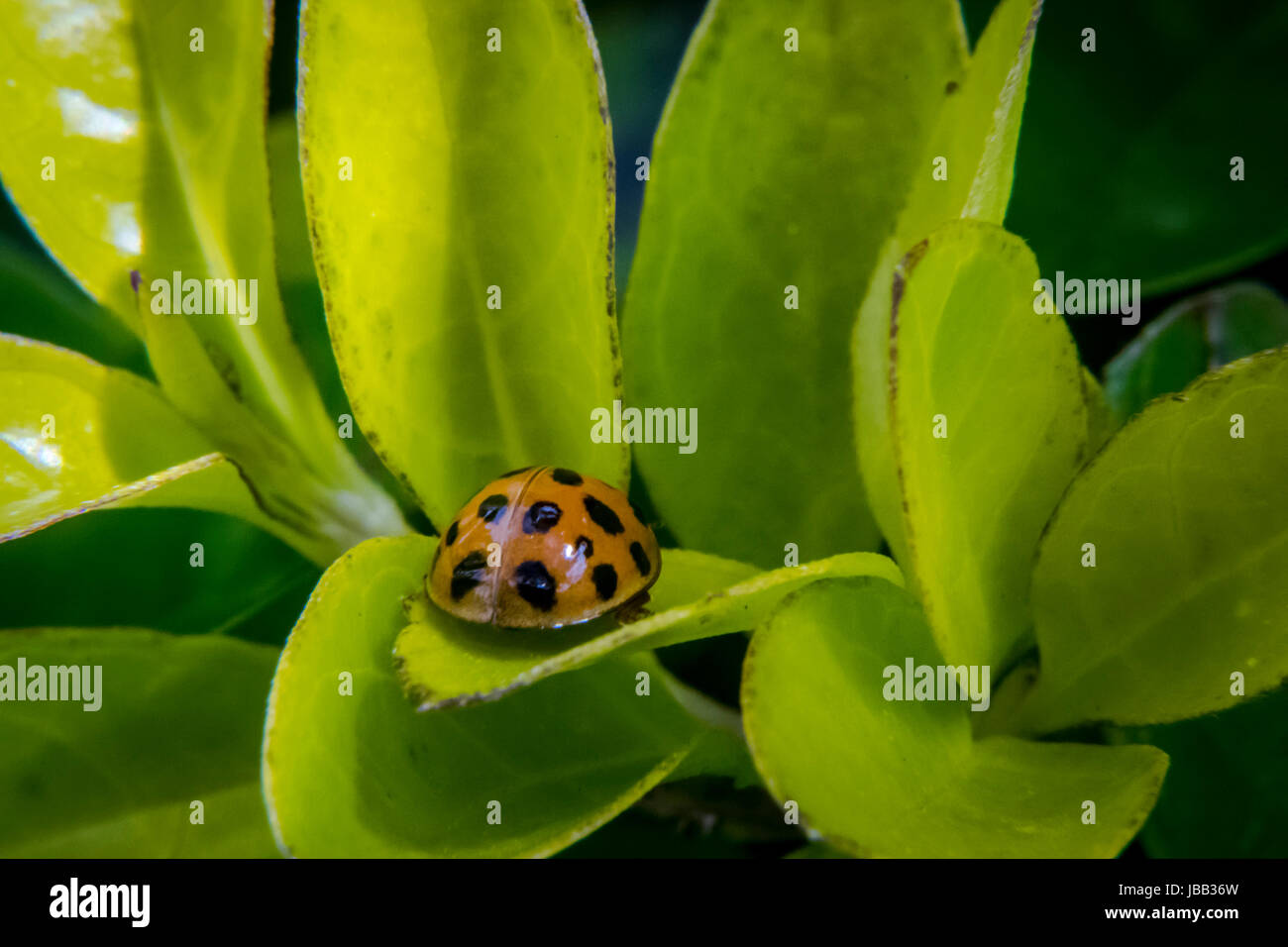 Cute little brown and black ladybug on a plant leaves Stock Photo - Alamy