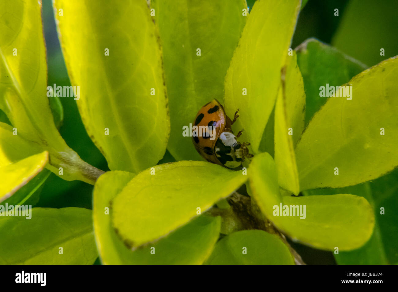 Cute little brown and black ladybug on a plant leaves Stock Photo - Alamy