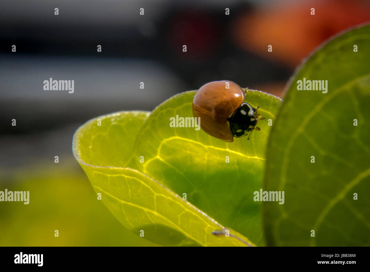 Cute little brown ladybug on a plant leaves Stock Photo - Alamy