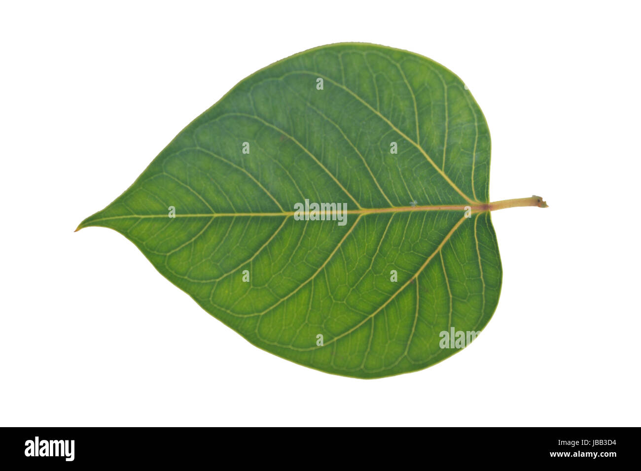 Sacred fig leaf hi-res stock photography and images - Alamy