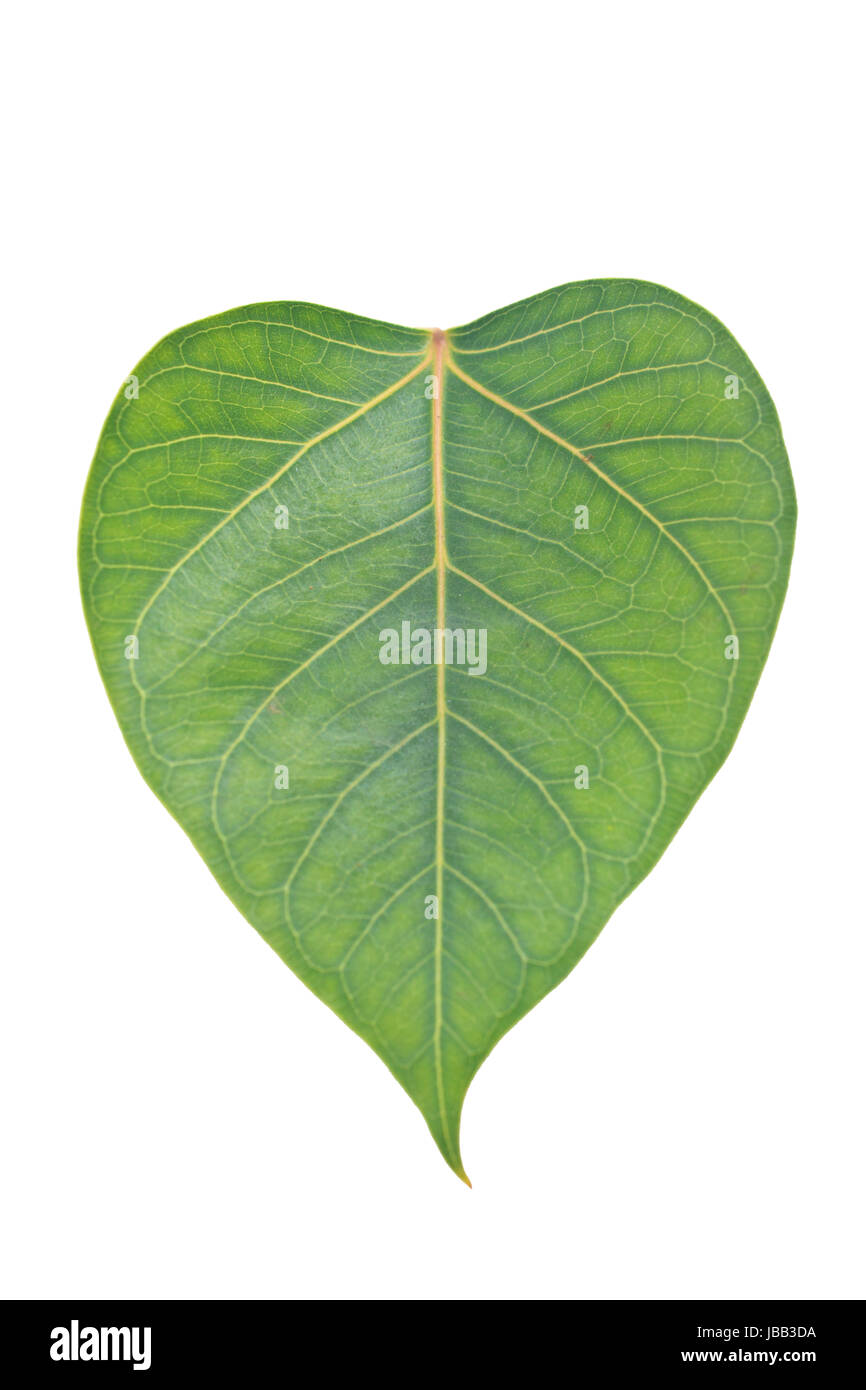 Sacred Fig leaf, isolated on a white background Stock Photo - Alamy