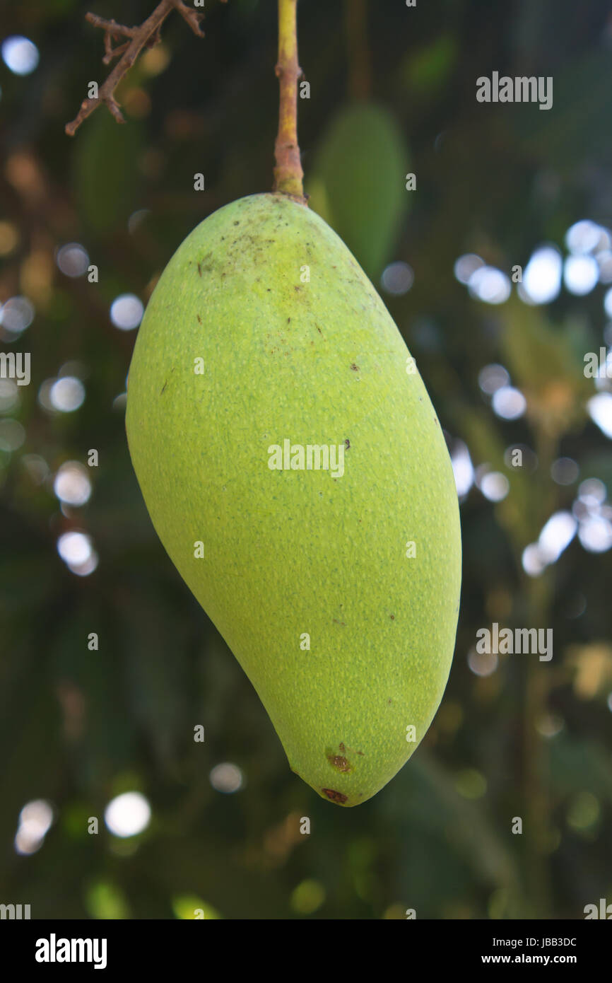 Close up of mangoes on a mango tree Stock Photo - Alamy