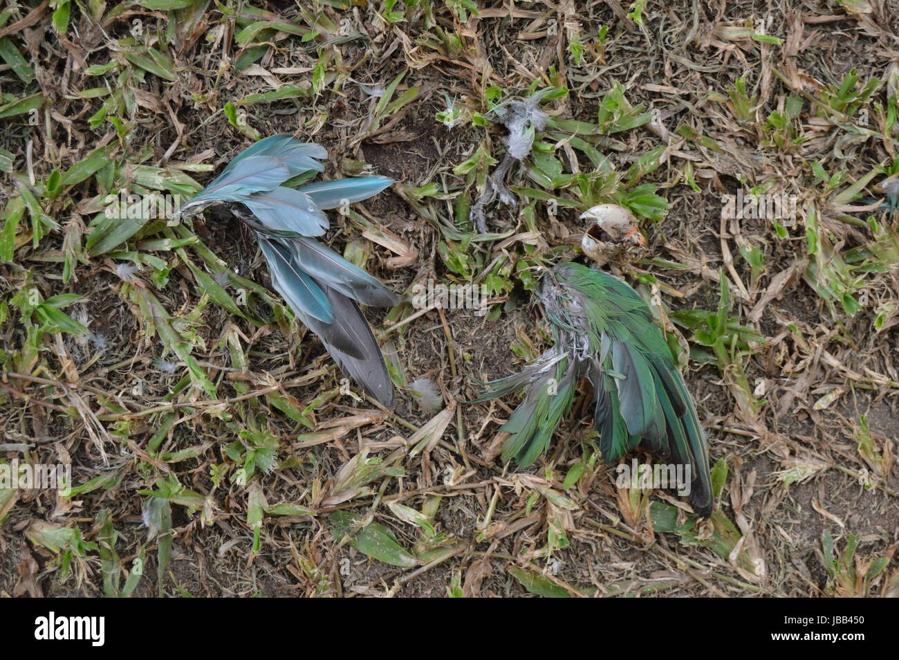Remains of a dead parrot Stock Photo - Alamy