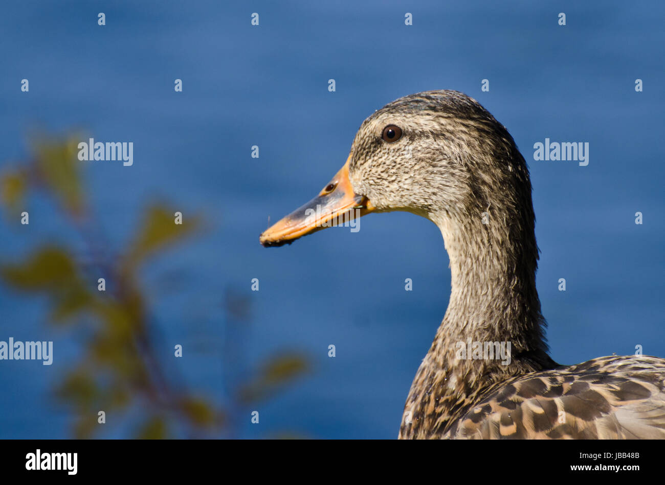 Profile of Female Mallard Duck Stock Photo - Alamy