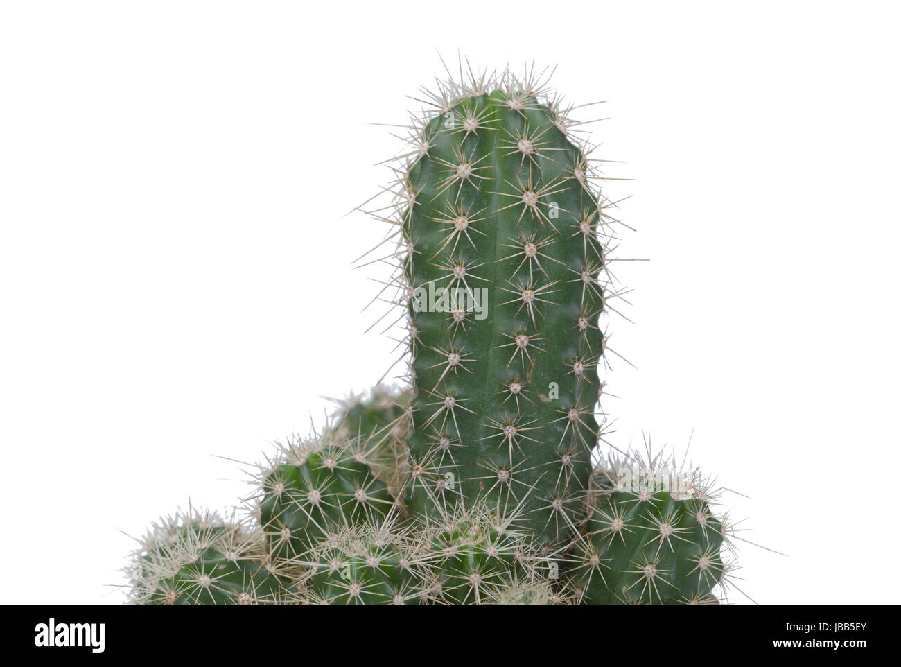 A nice specimen of cactus, isolated on white background Stock Photo - Alamy