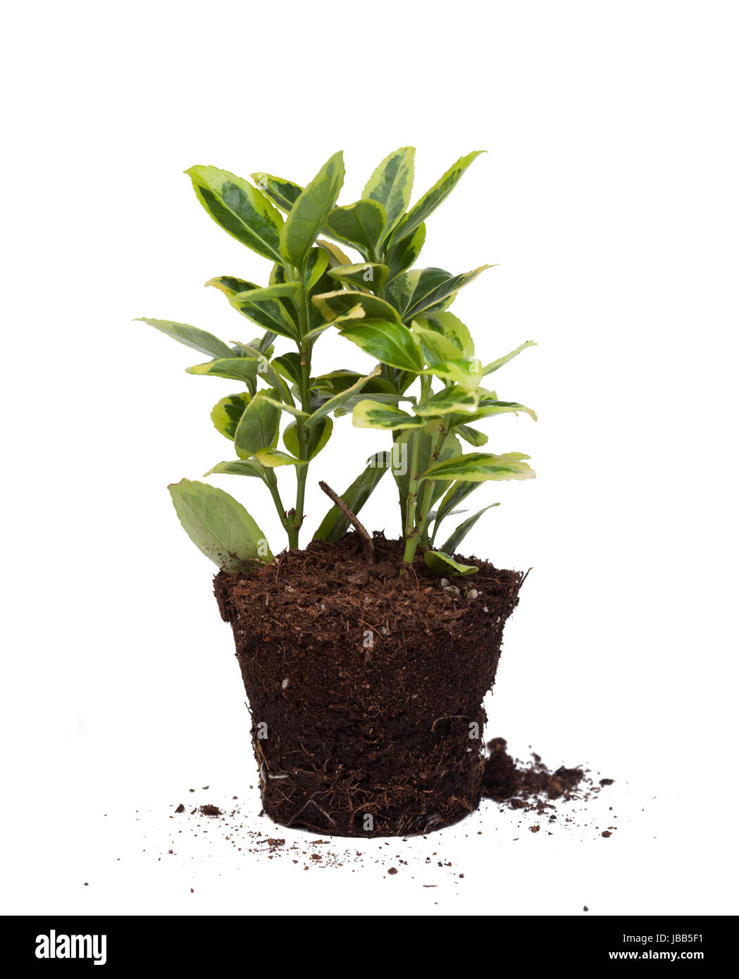 Nice plant without pot isolated on a white background Stock Photo - Alamy