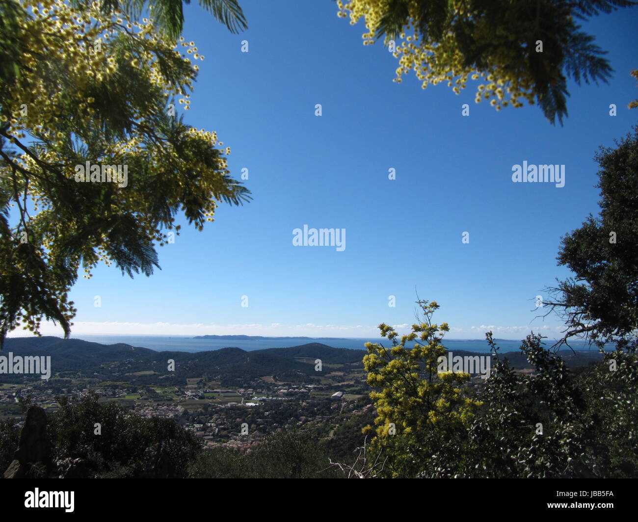 Holm oak tree nice hi-res stock photography and images - Alamy