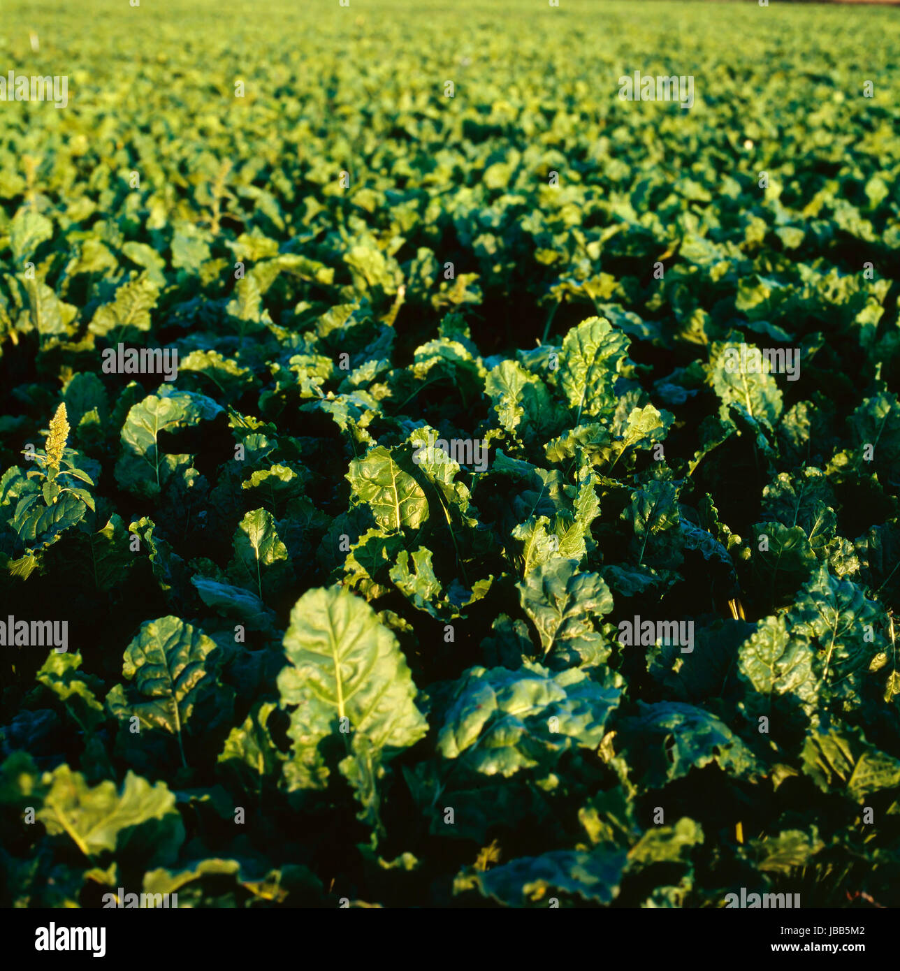 The image shows a field with cabbage in the sunset Stock Photo - Alamy