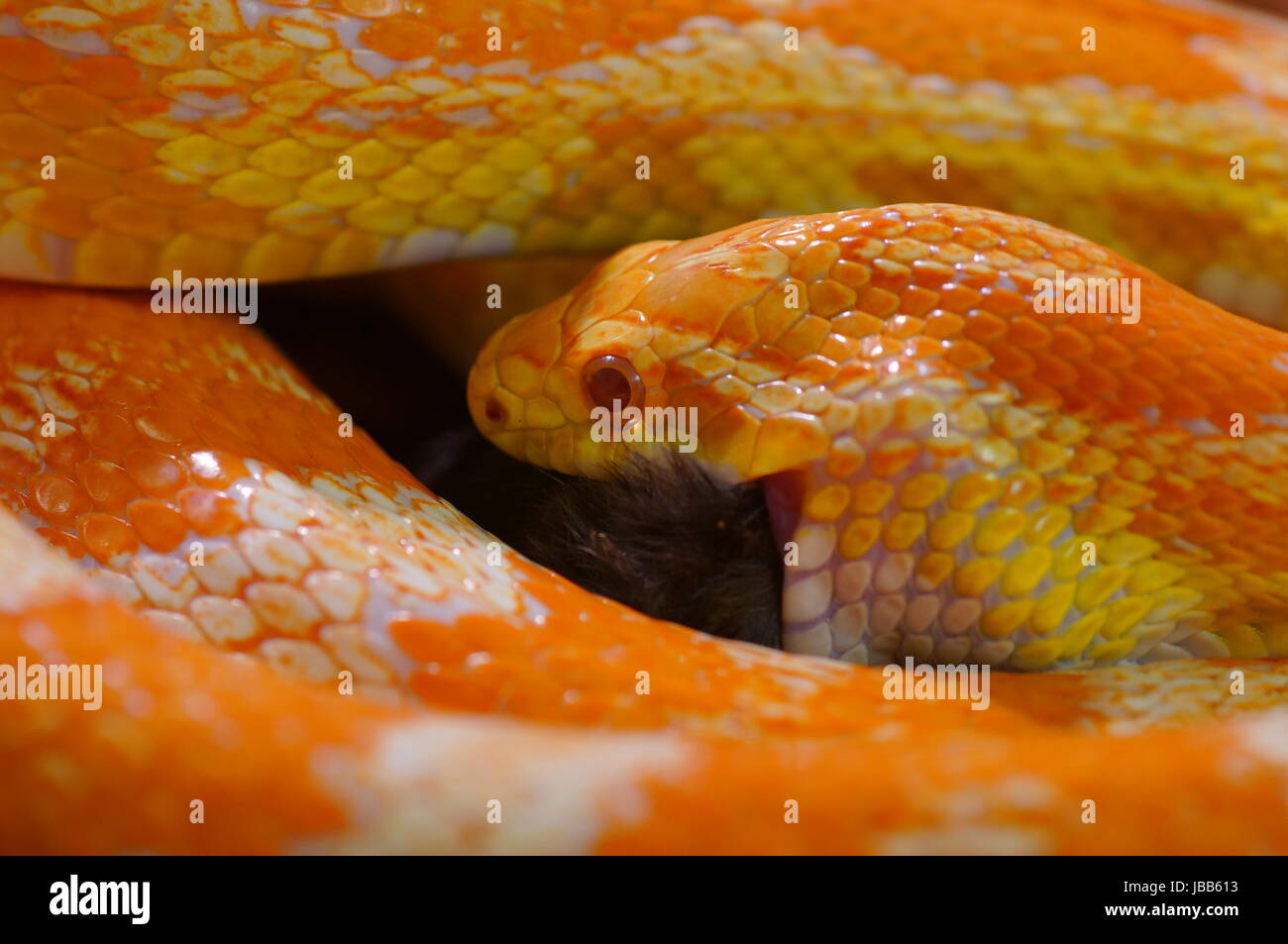snake eats mouse Stock Photo - Alamy
