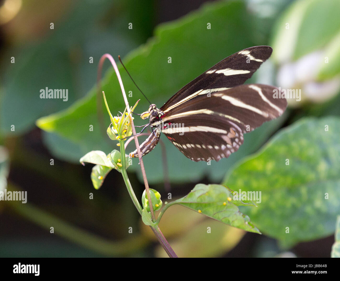 Zebra Longwing, Butterfly with folded wings on a plant Stock Photo - Alamy