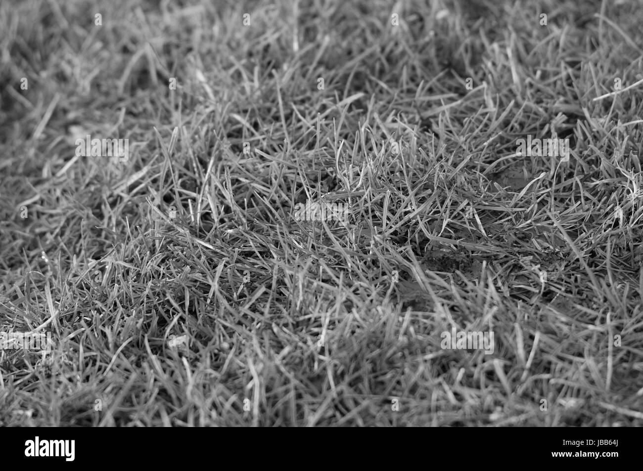 Grass and lawn Black and White Stock Photos & Images - Alamy