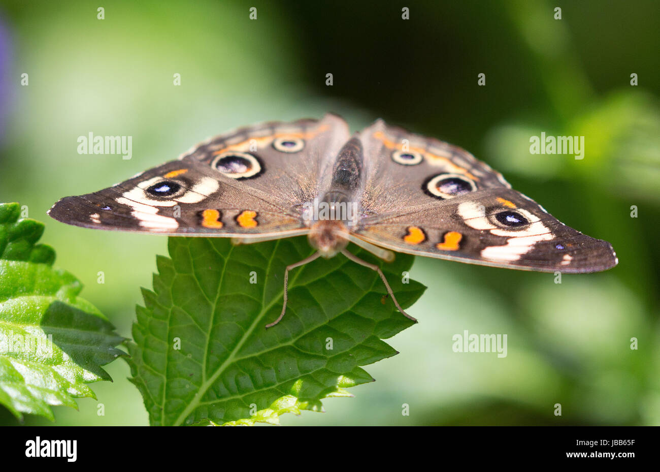 Common Buckeye Butterfly sitting on a leaf Stock Photo - Alamy
