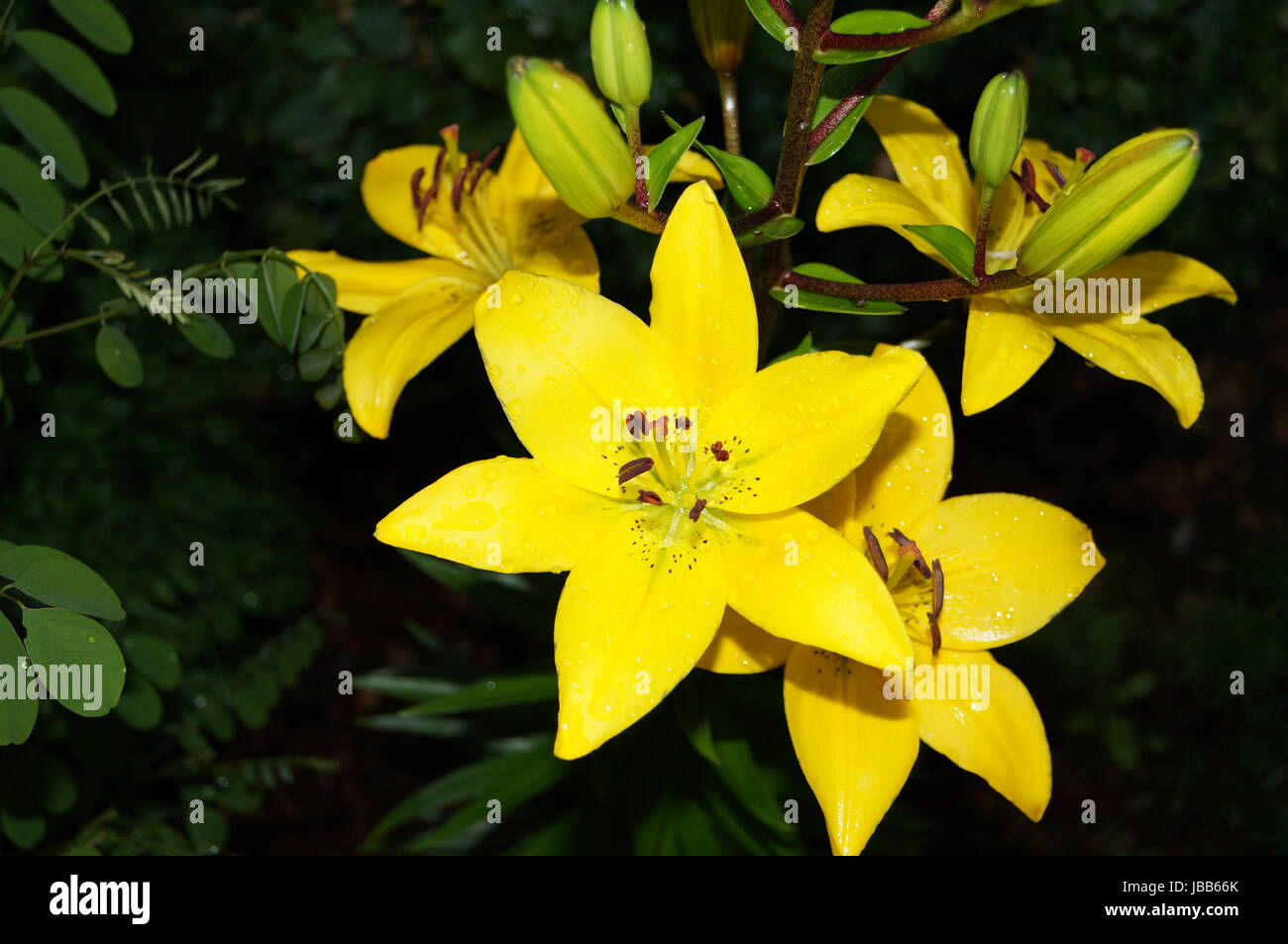yellow tiger lily at night Stock Photo - Alamy