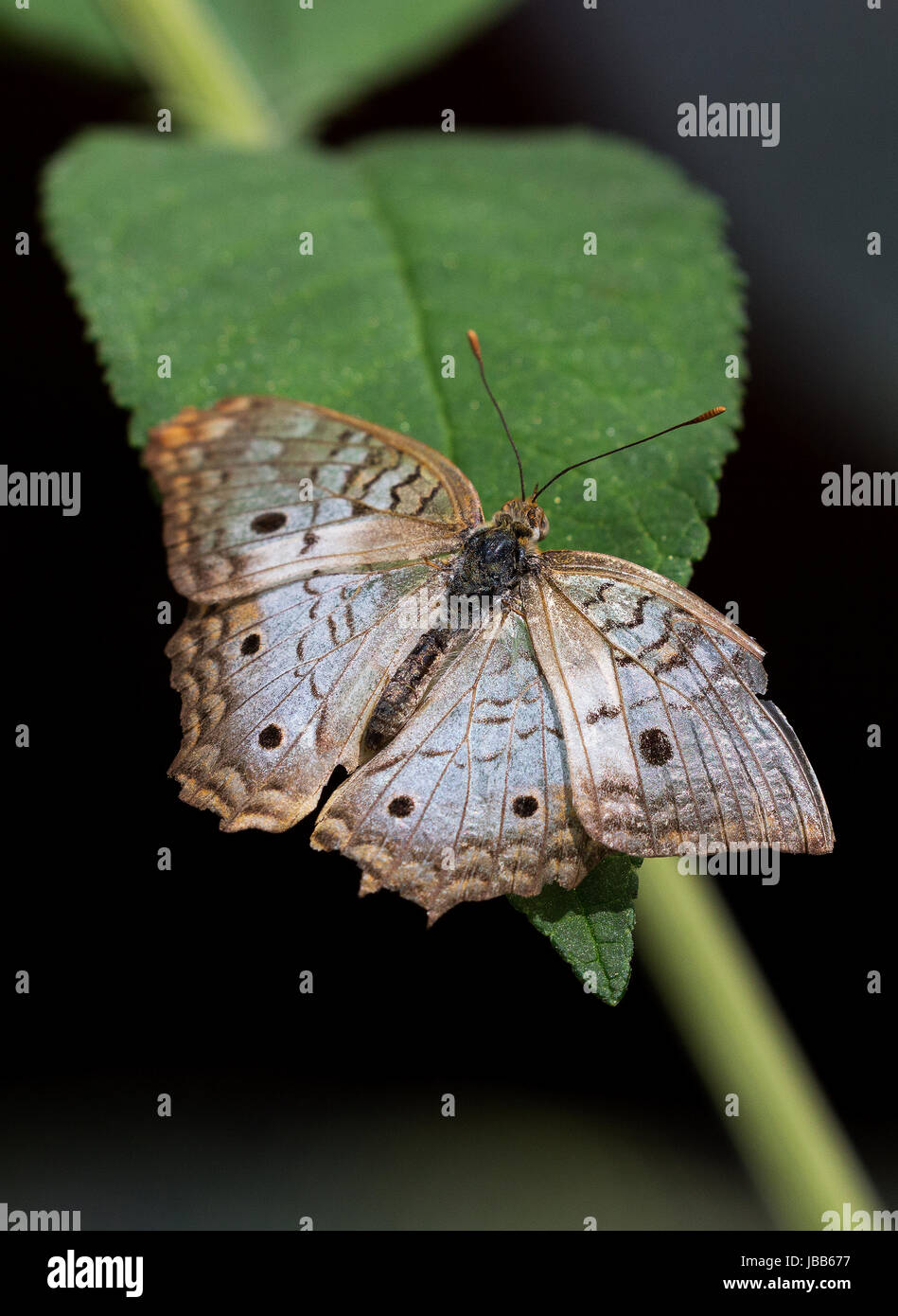 Environment Butterflies High Resolution Stock Photography and Images ...