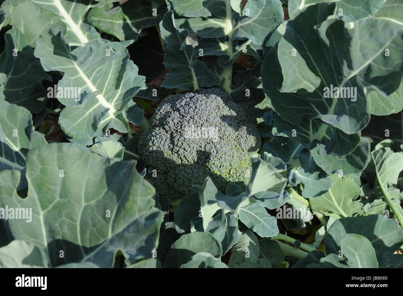 broccoli,broccoli,on the field - spain Stock Photo - Alamy