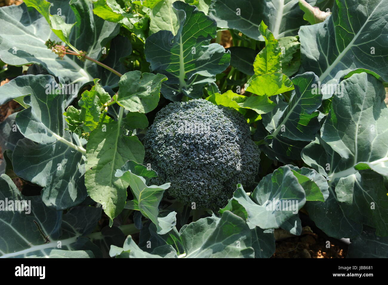broccoli,broccoli,on the field - spain Stock Photo - Alamy