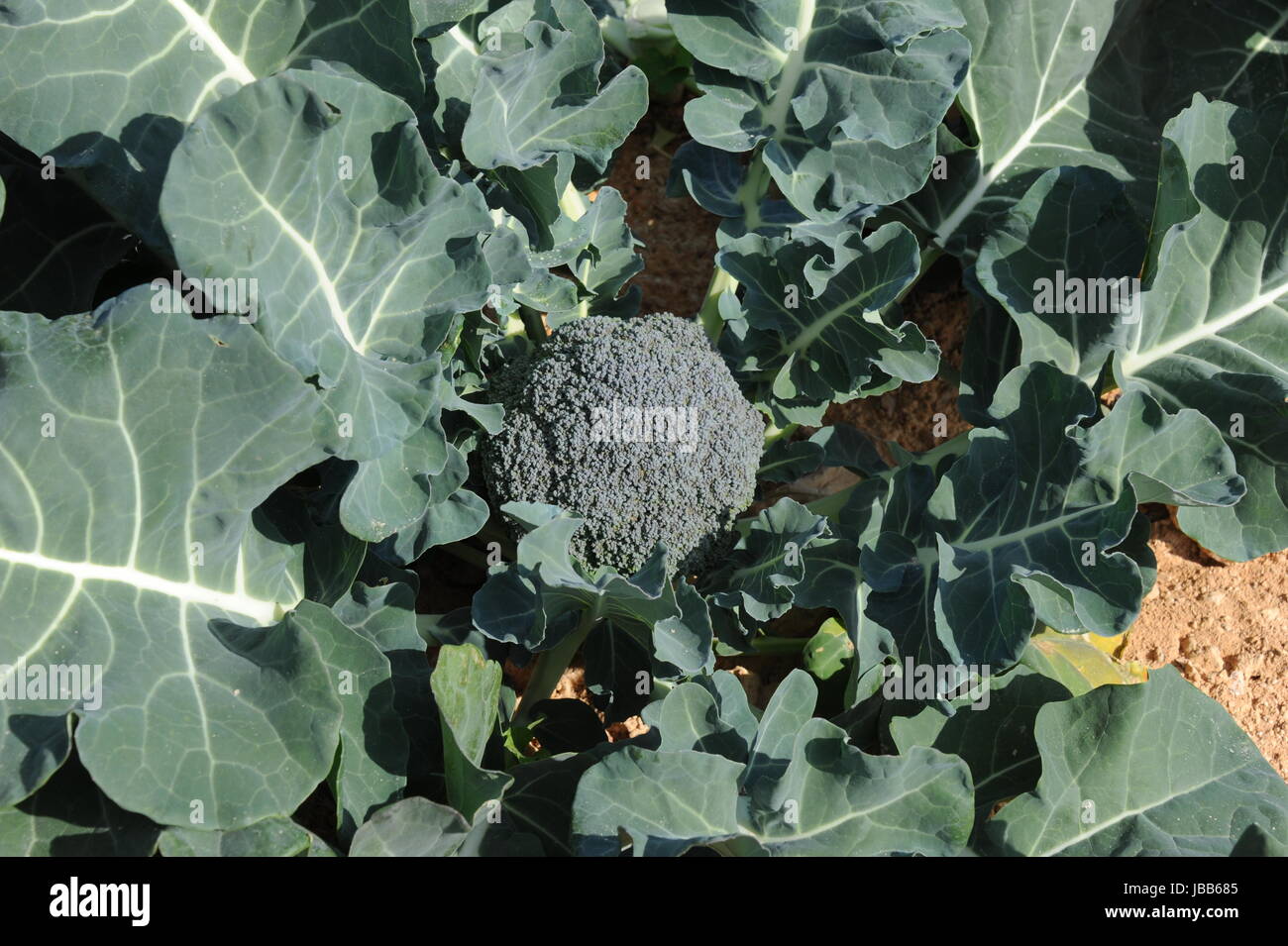 broccoli,broccoli,on the field - spain Stock Photo - Alamy