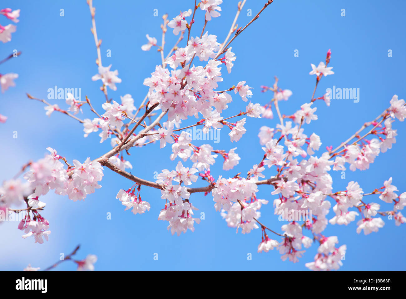 Sakura with blue sky Stock Photo - Alamy