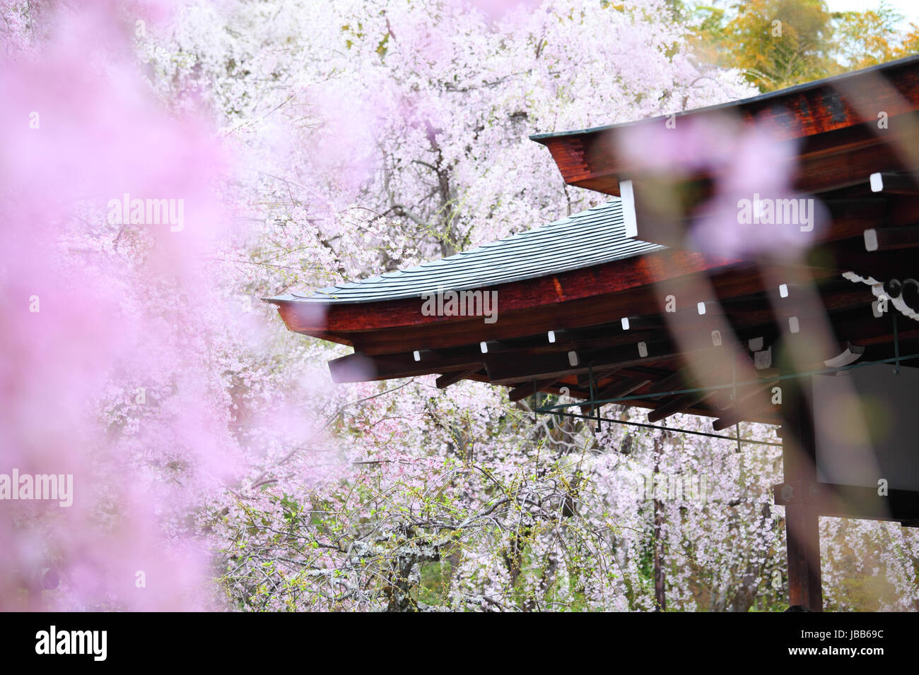 Japanese temple with weeping sakura Stock Photo - Alamy