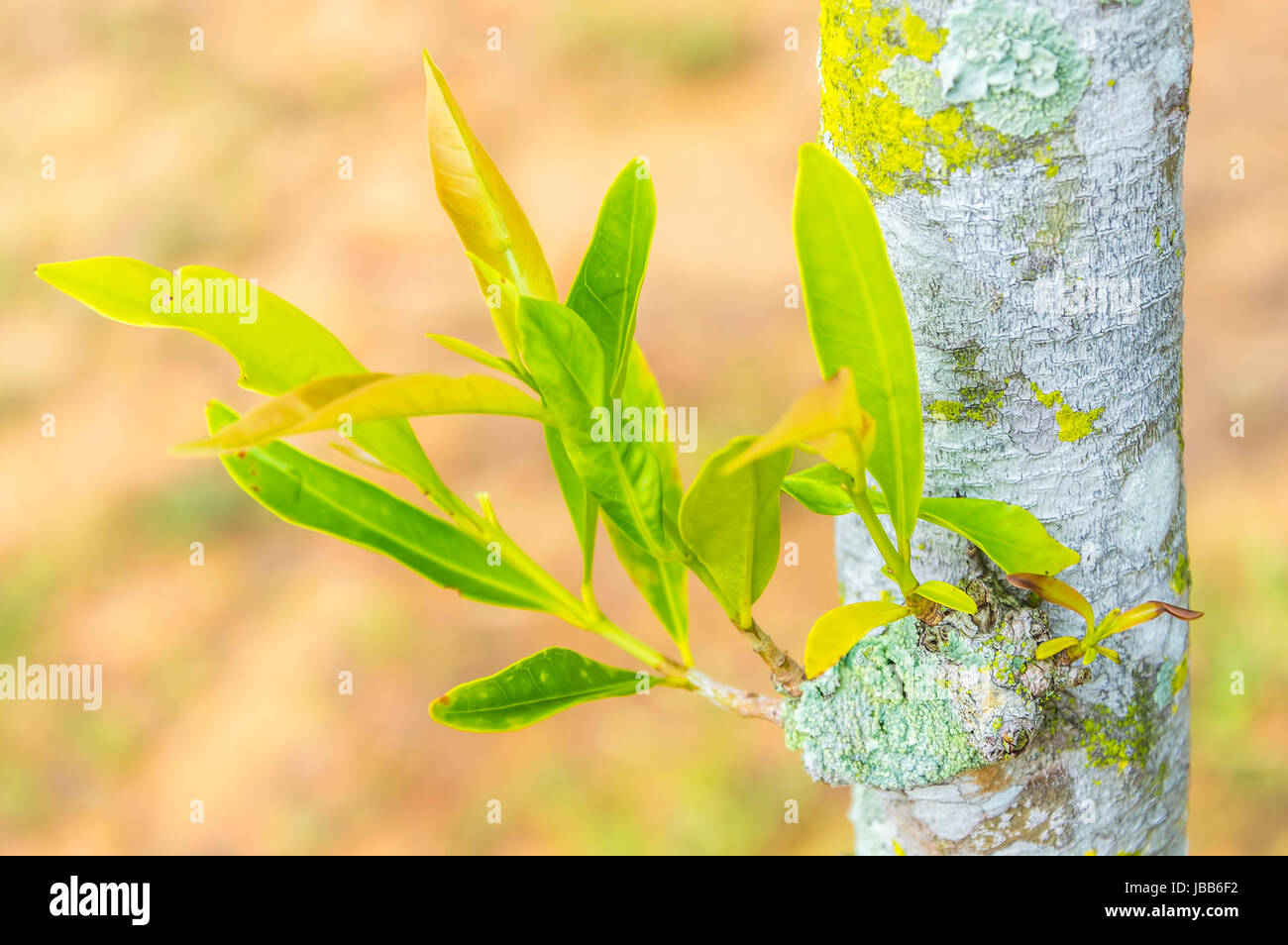 Young green tree seedling grow from the old Stock Photo - Alamy