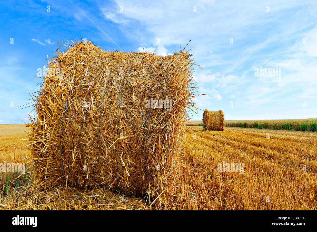 straw balls in a harvested field Stock Photo - Alamy