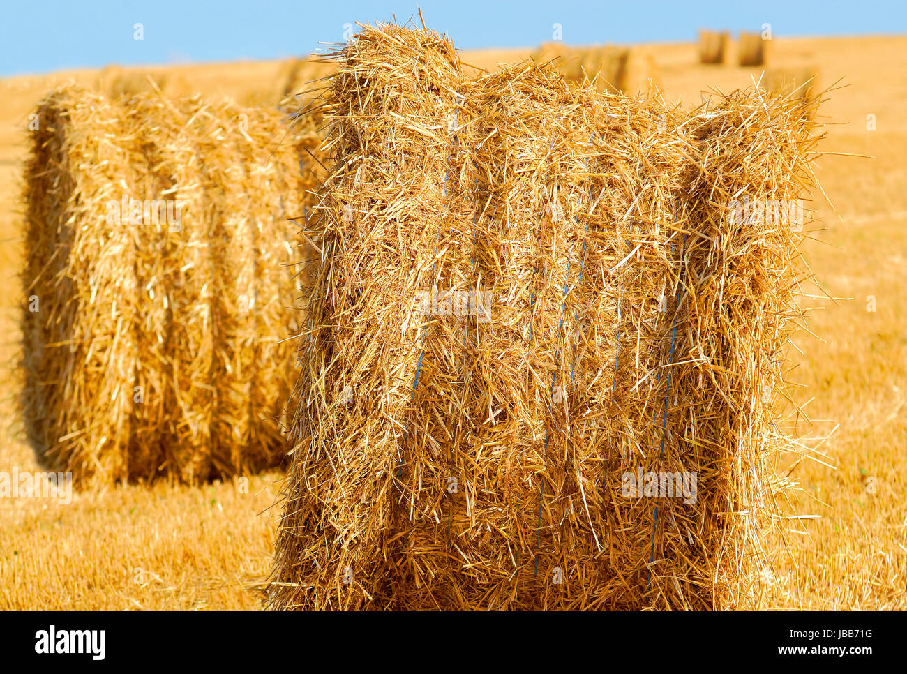 straw balls in a harvested field Stock Photo - Alamy