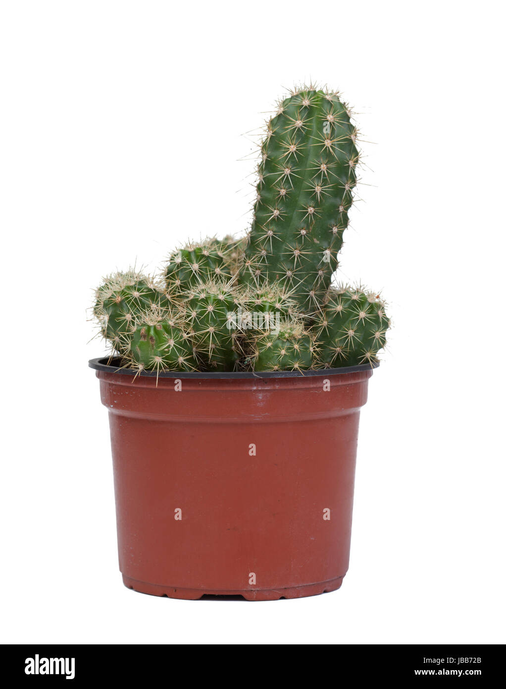 A nice specimen of cactus, isolated on white background Stock Photo - Alamy