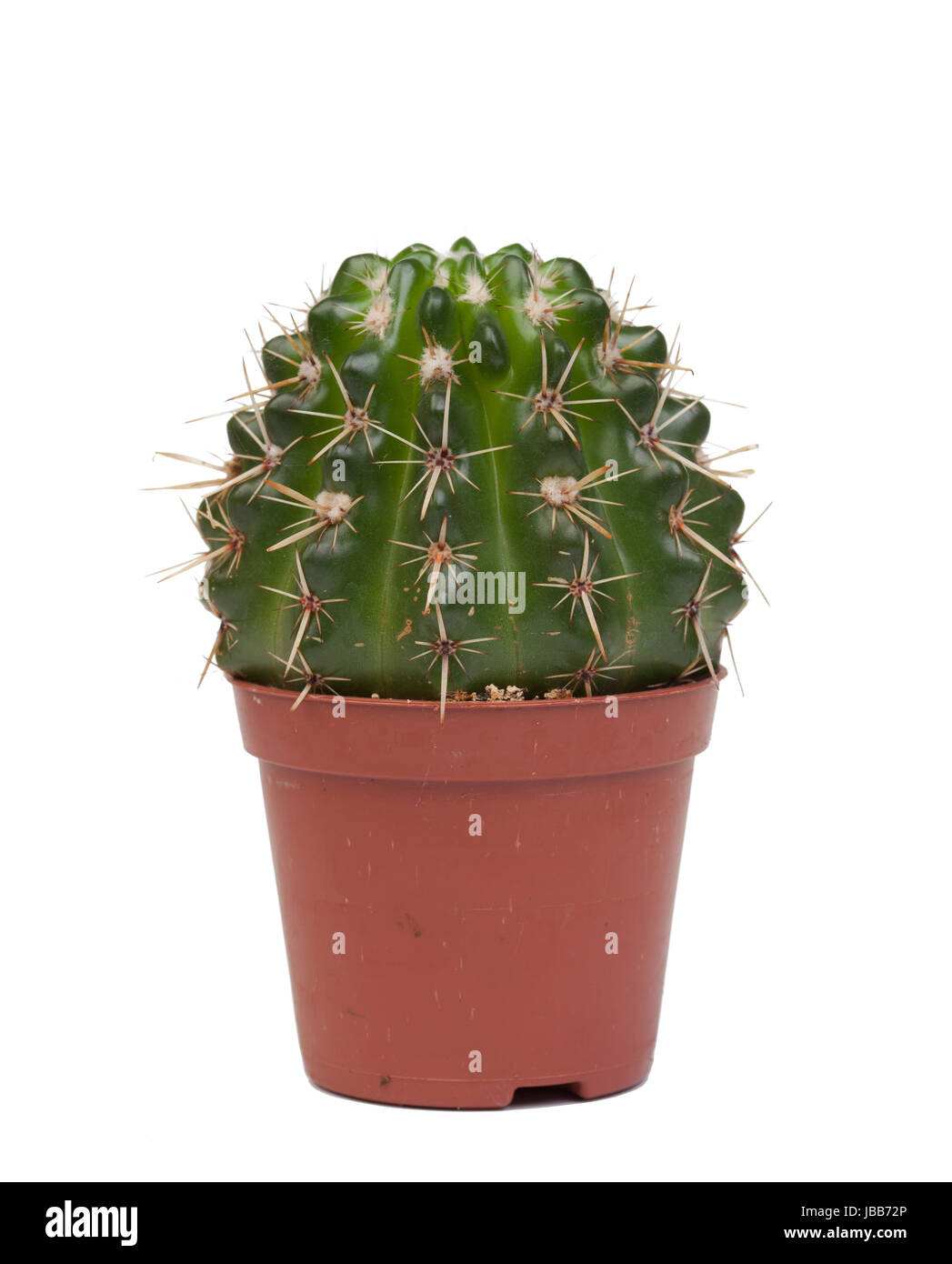 A nice specimen of cactus, isolated on white background Stock Photo - Alamy