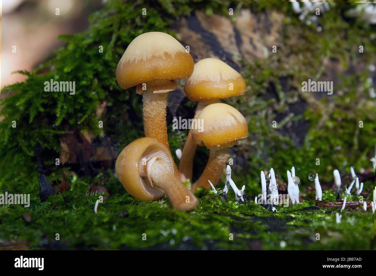 Pale ocher hi-res stock photography and images - Alamy