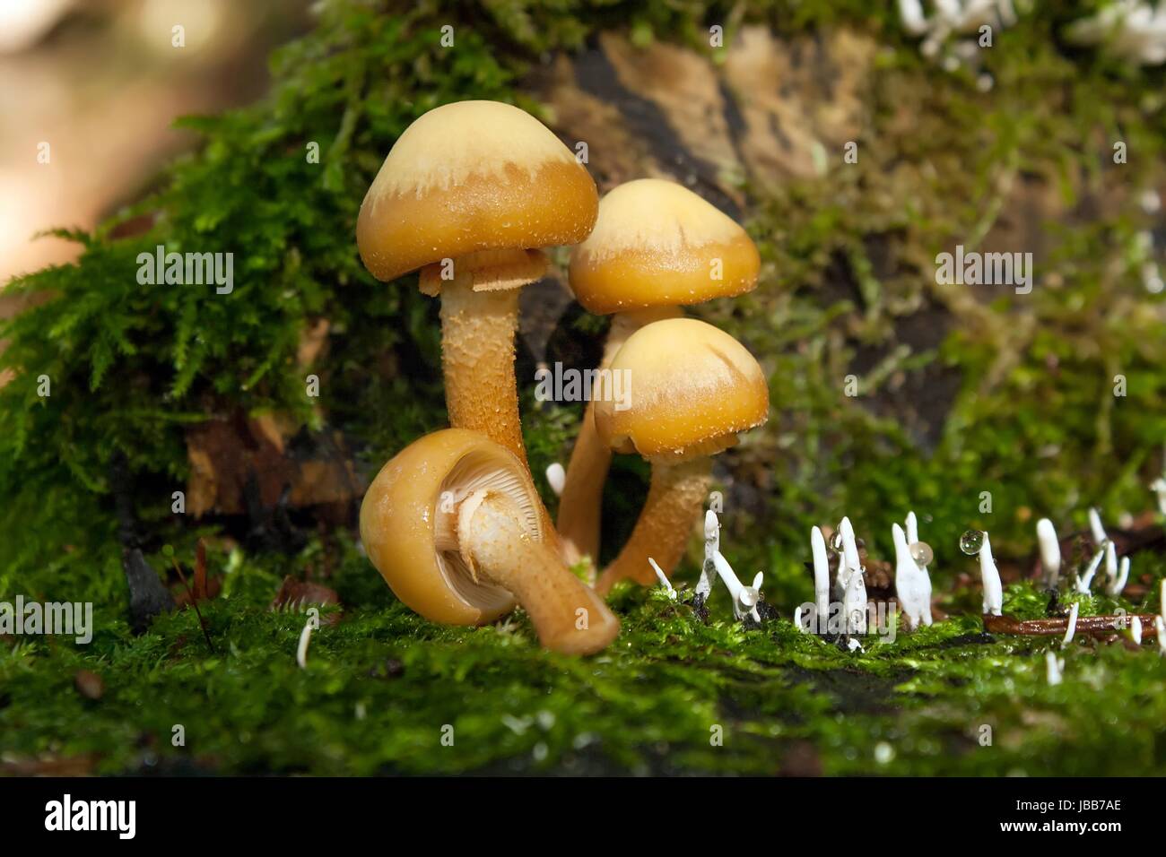 Forest nameko hi-res stock photography and images - Alamy