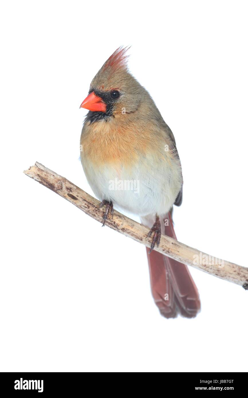 Female Northern Cardinal (cardinalis cardinalis) isolated on white ...