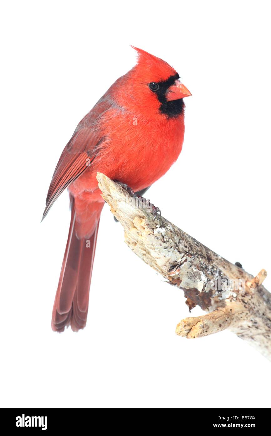 Male Northern Cardinal (Cardinalis) on a stump - Isolated on a white ...