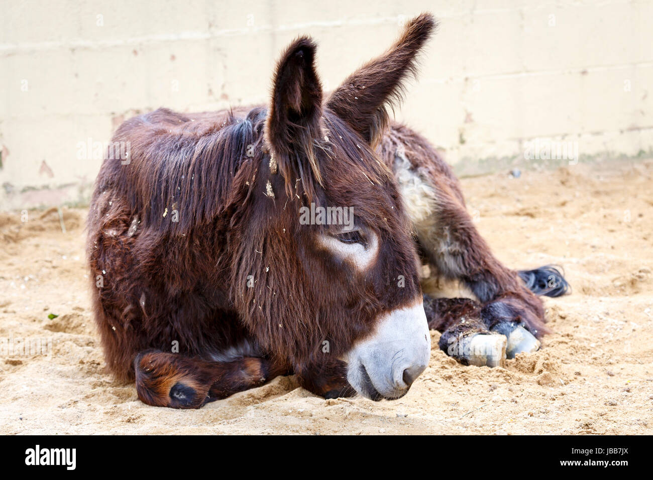 donkey lying down after a hard day's work on the farm Stock Photo - Alamy