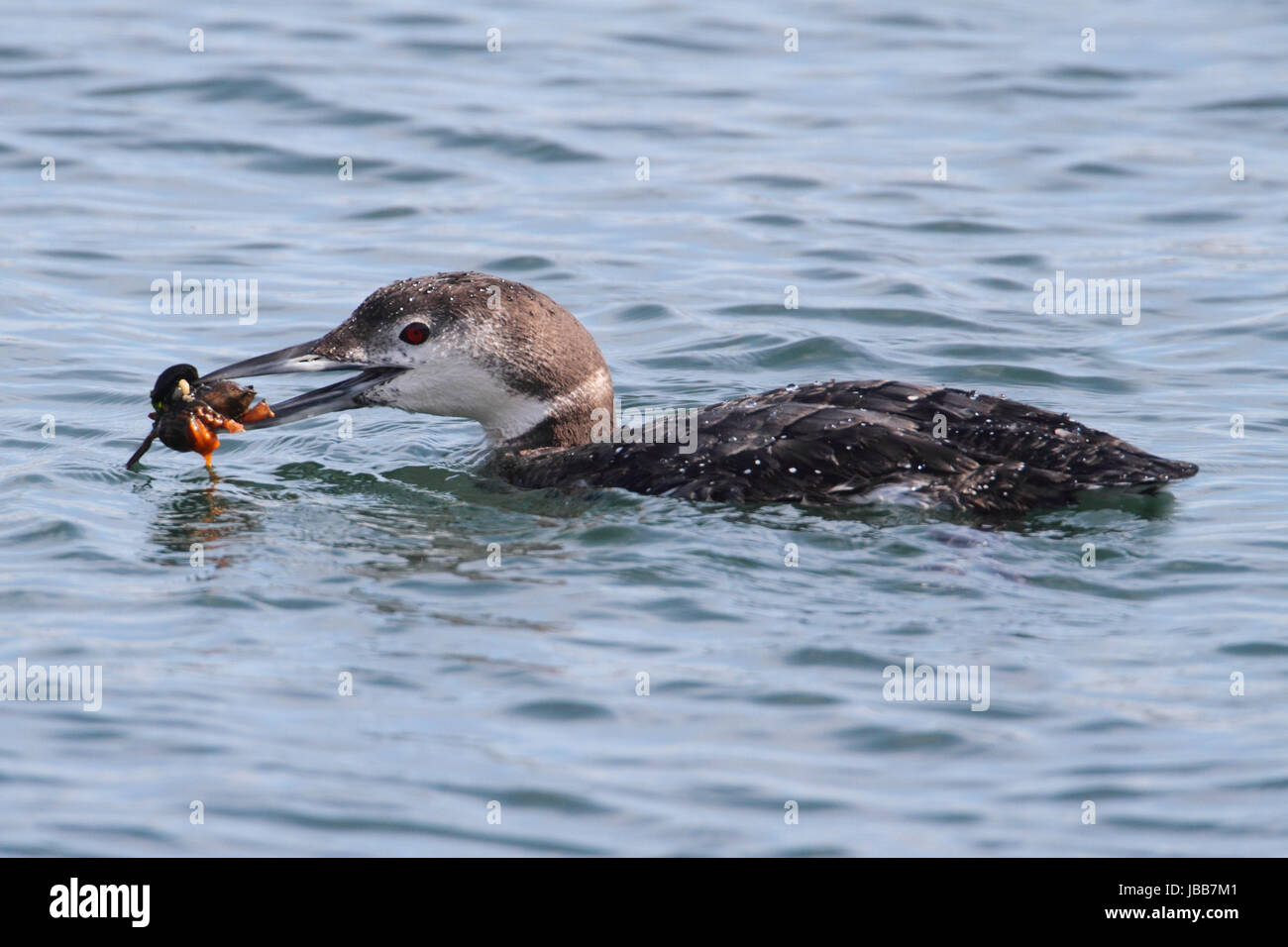 Common loon crab hi-res stock photography and images - Alamy