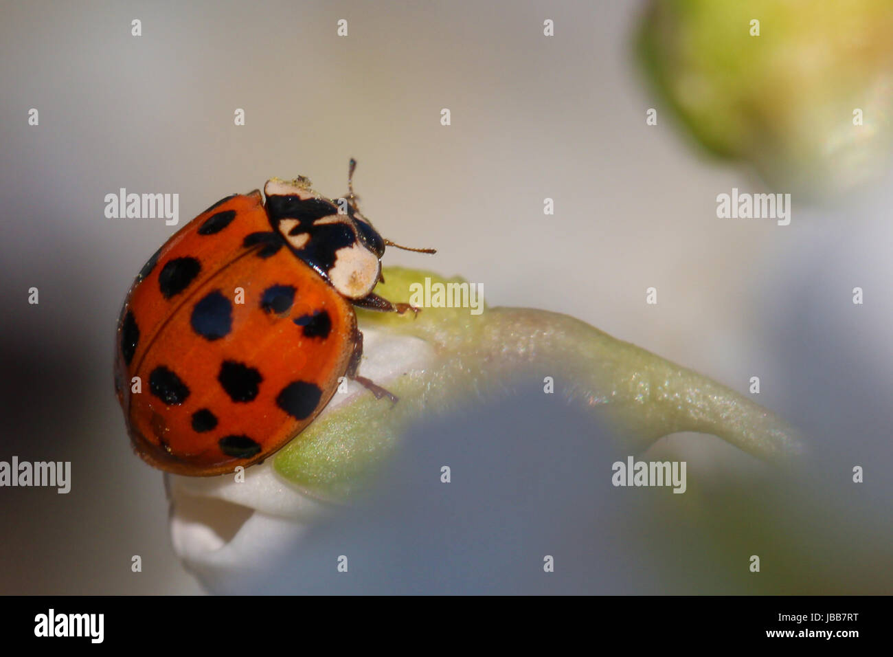 My first ladybug hi-res stock photography and images - Alamy