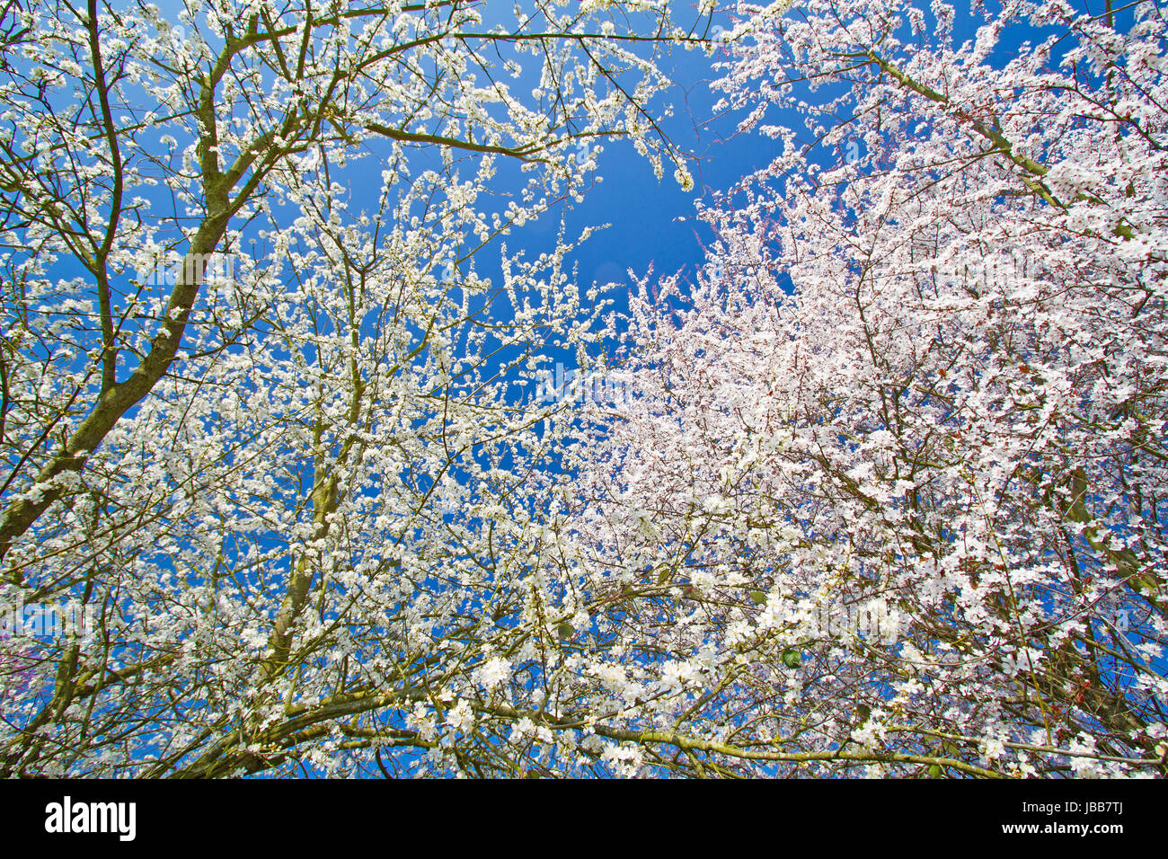 flowering season flowering Stock Photo - Alamy