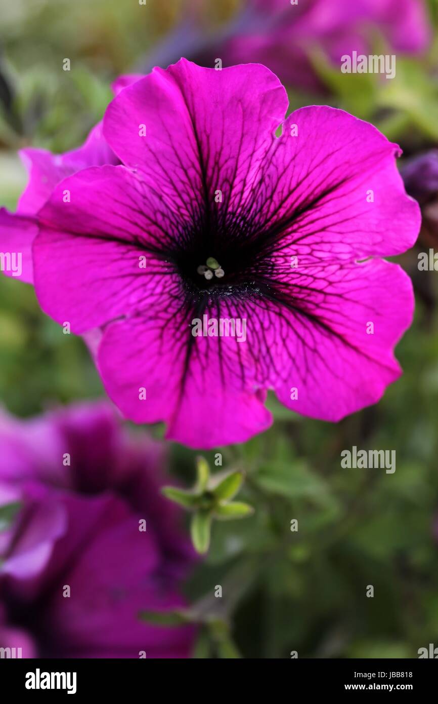 petunia / petunia Stock Photo - Alamy