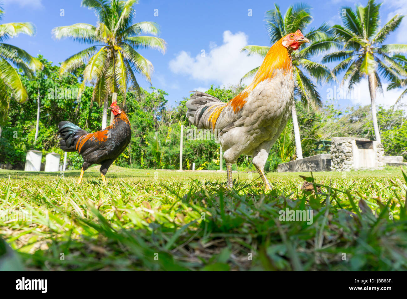 Jungle fowl or roosters roaming free in field with palm trees behind ...