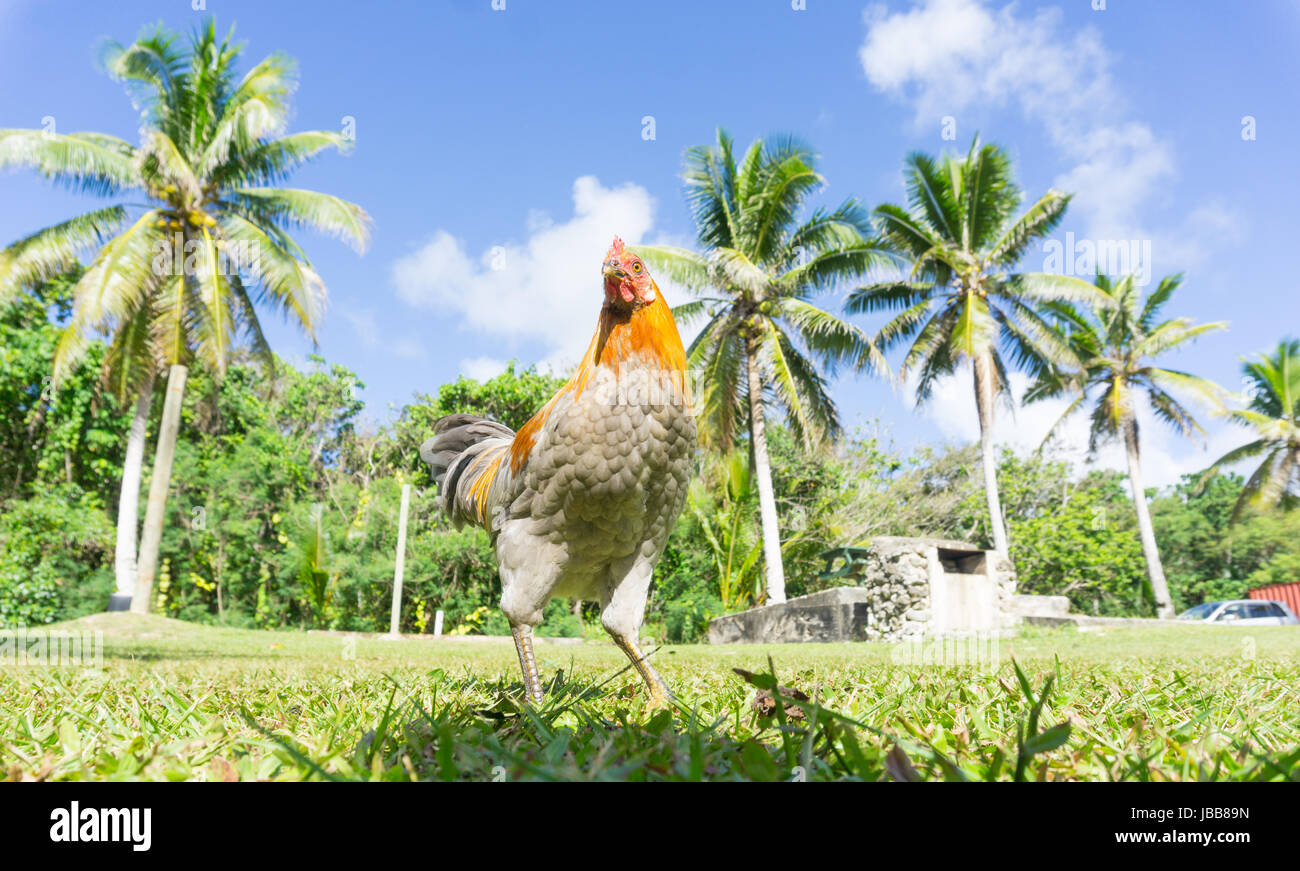 Jungle fowl or roosters roaming free in field with palm trees behind ...