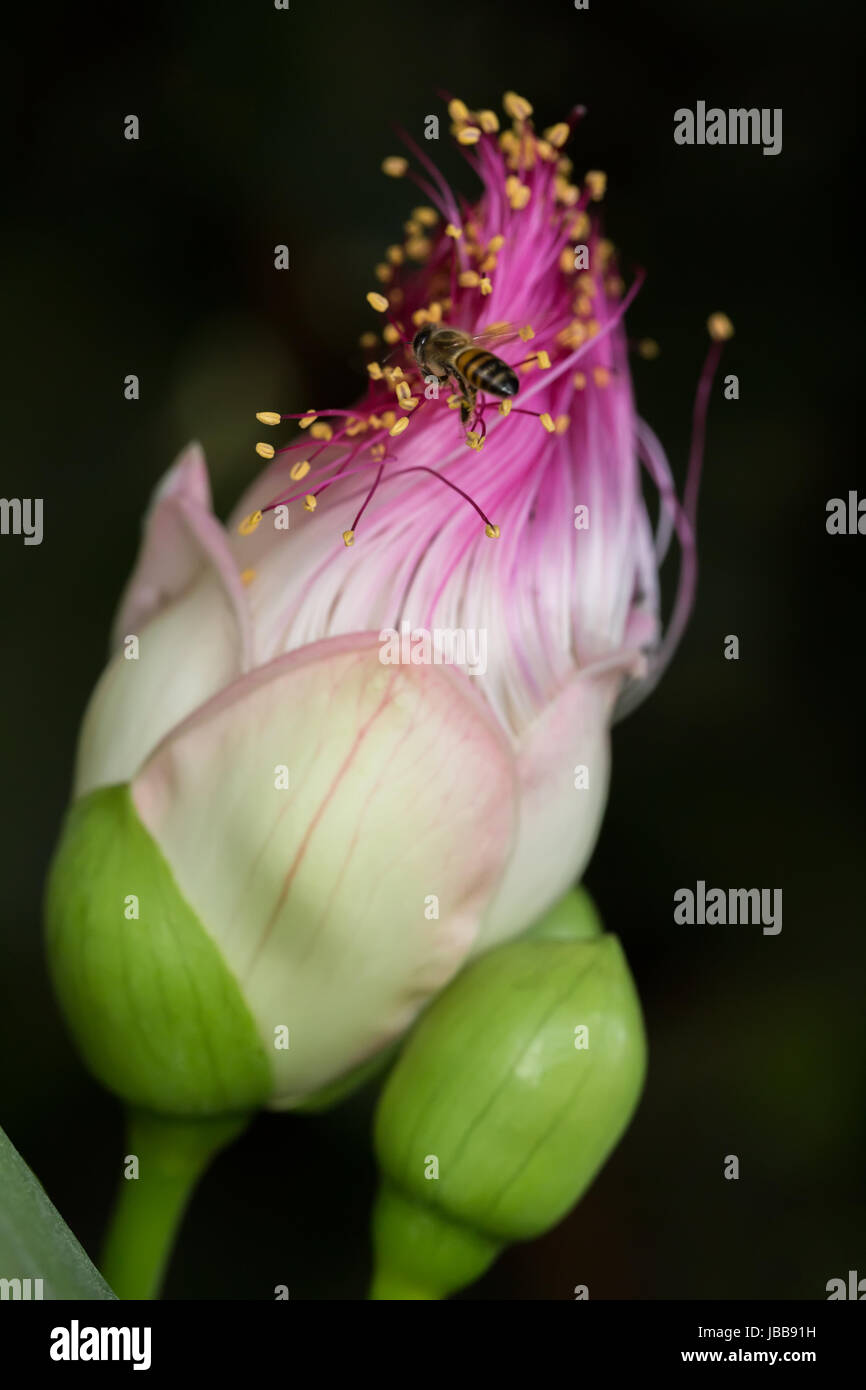 Flower of Fish poison tree or of Barringtonia asiatica, close up Stock ...